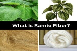 What is Ramie Fiber? Properties, Structure, and How It Made?